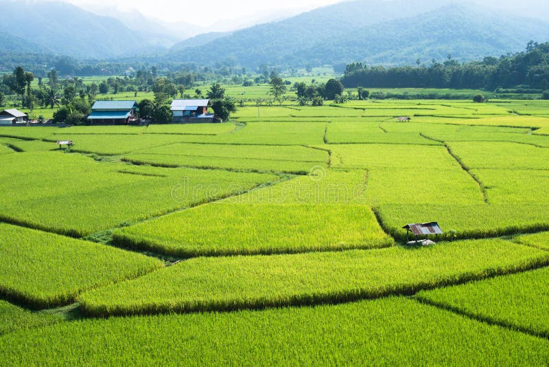 Yellow rice field stock photo. Image of lush, production - 91702670