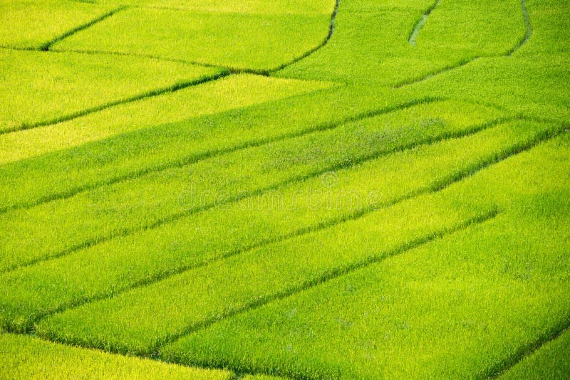 Yellow rice field stock photo. Image of plant, agriculture - 91702918