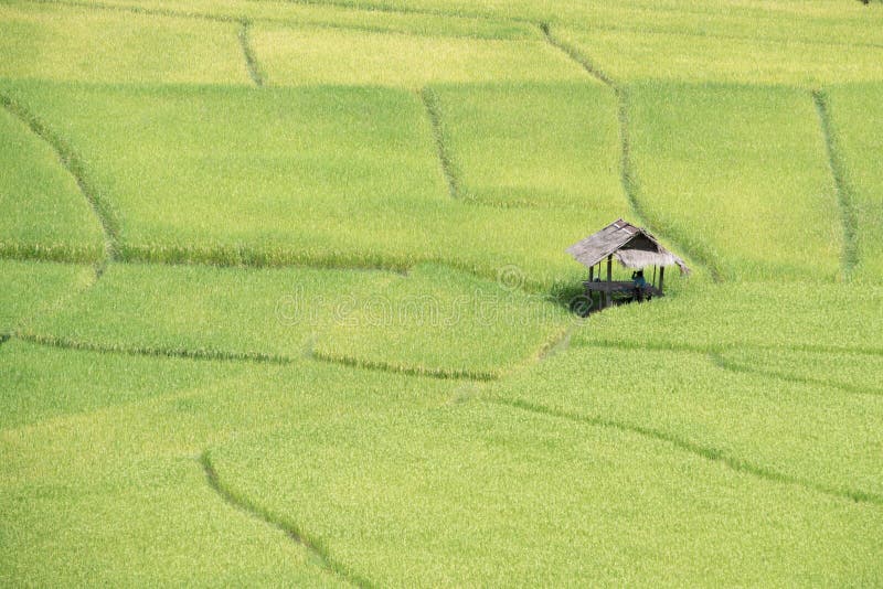 Yellow rice field editorial image. Image of field, nature - 91702940