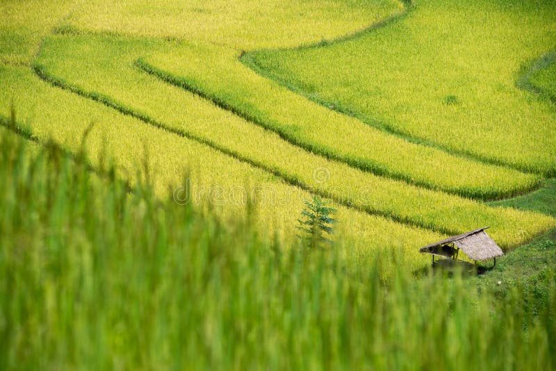 Yellow rice field stock image. Image of rural, production - 91702999
