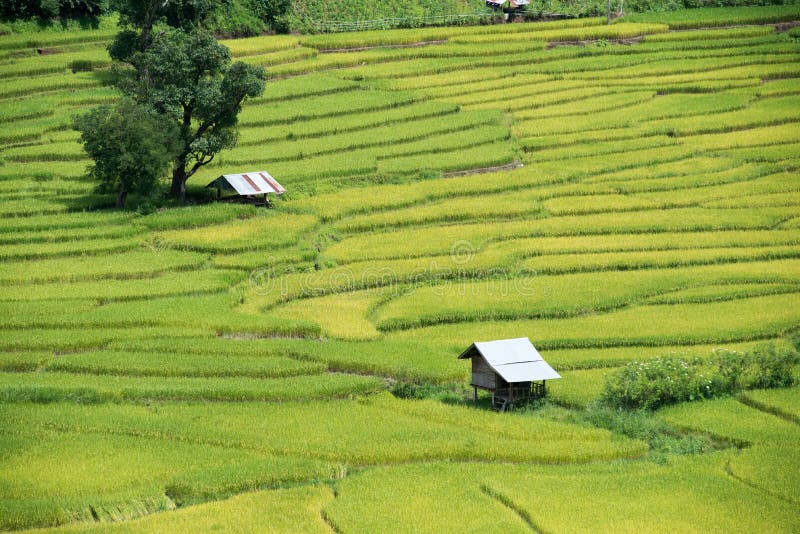 Yellow rice field stock image. Image of grow, growth - 91703009