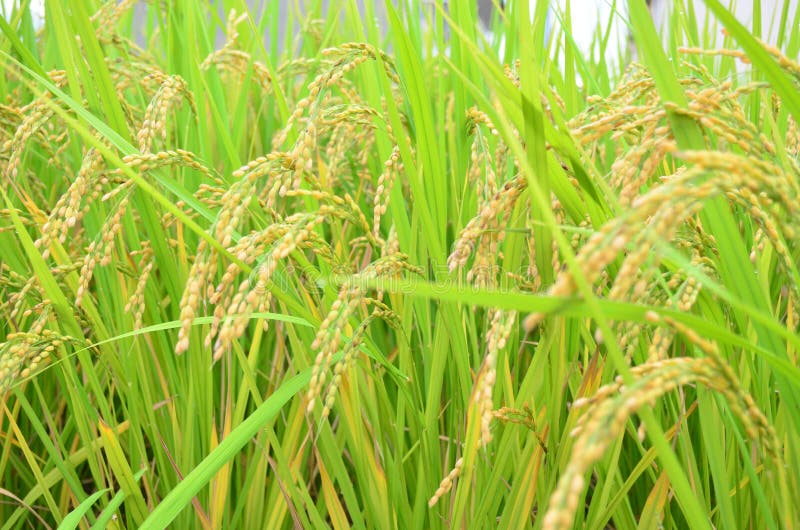 Yellow rice field stock image. Image of agriculture, plant - 99777005