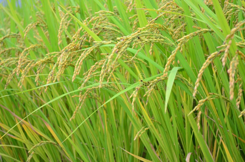 Yellow rice field stock photo. Image of field, asia, crop - 99777084