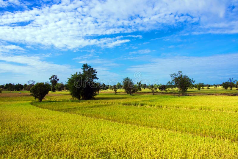 Yellow rice field stock image. Image of landscape, field - 47093839