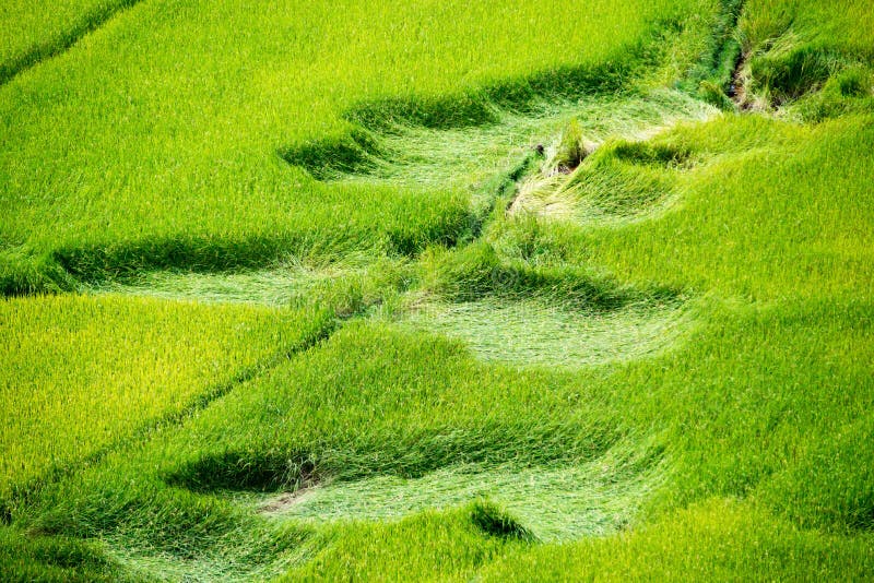 Yellow rice field stock photo. Image of production, farming - 83727022