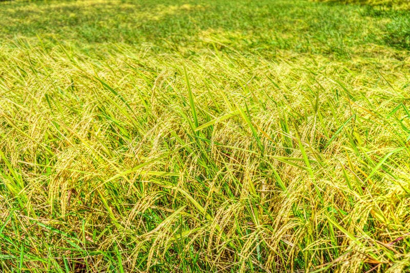 Yellow rice field stock image. Image of outdoor, cultivated - 41901251