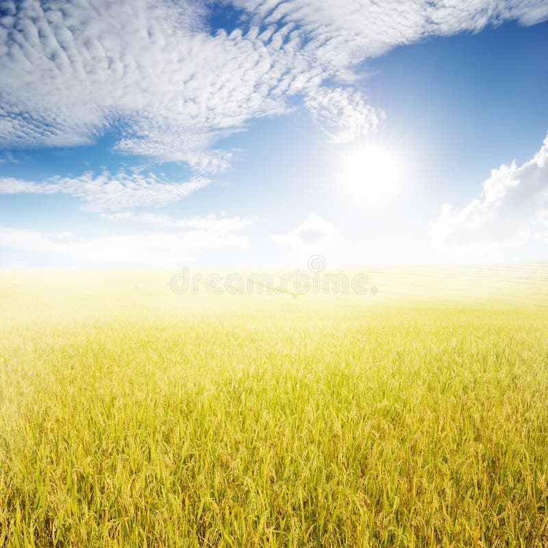 632 Rice Field Sun Rays Background Stock Photos - Free & Royalty-Free ...