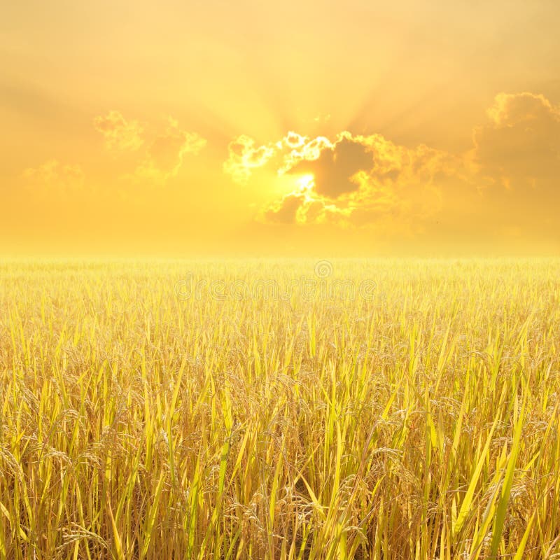 5,760 Yellow Rice Field Sunset Background Stock Photos - Free & Royalty ...