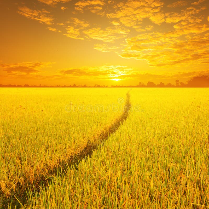 5,458 Yellow Rice Field Sunset Background Stock Photos - Free & Royalty ...