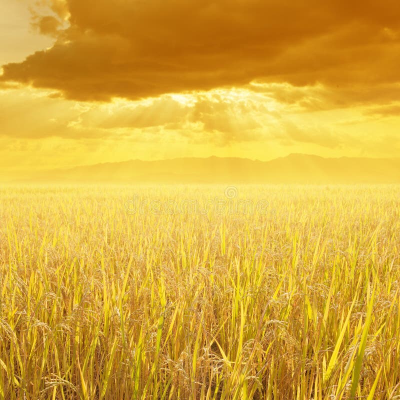 Yellow Rice Field and Sunset Mountain for Background in Thailand Stock ...