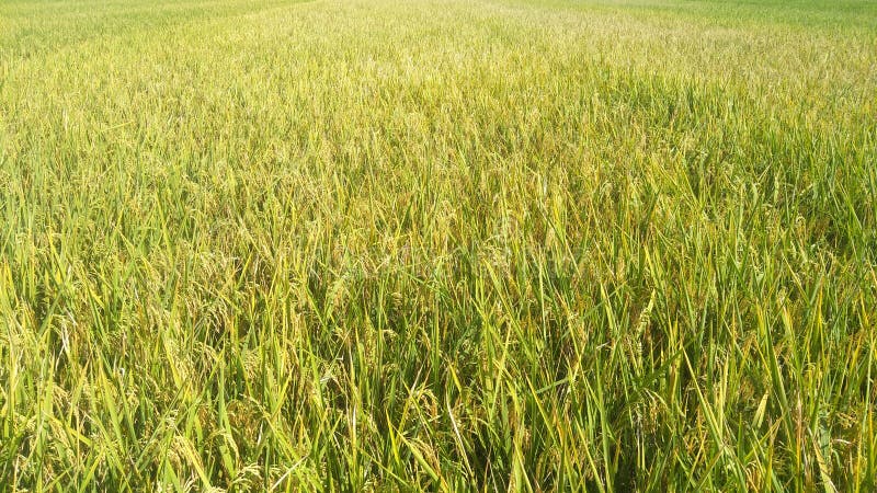 Yellow rice fields stock image. Image of rice, ready - 264416565