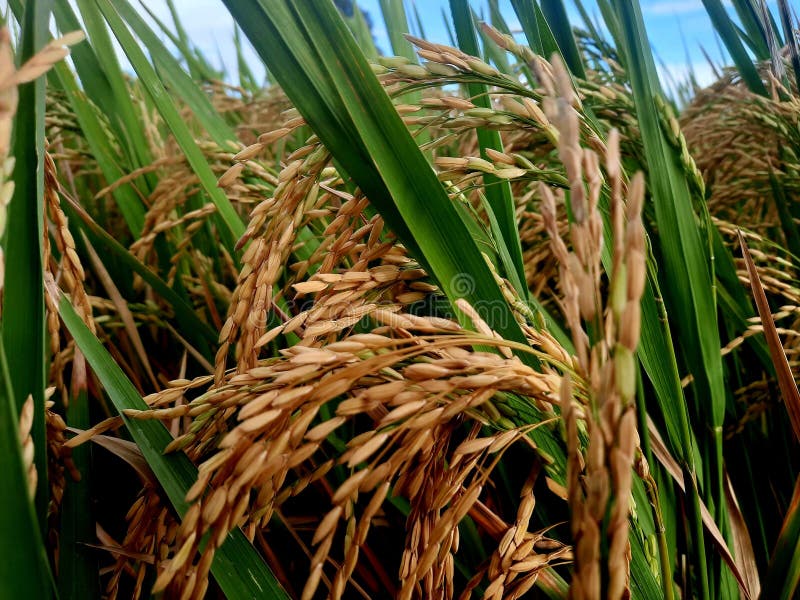 Yellow Rice in the Fields Ready To Be Harvested Stock Image - Image of ...