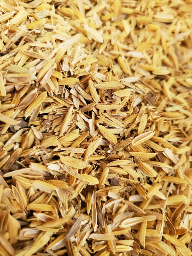 The yellow rice husk. stock photo. Image of food, advertise - 161580156