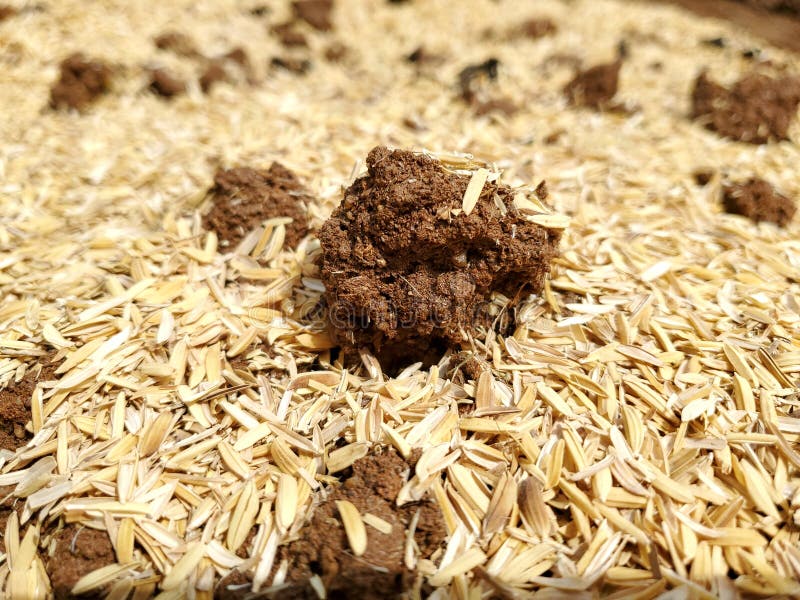 The Yellow Rice Husk with Soil. Stock Photo - Image of mountains, brown ...