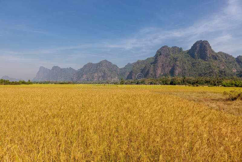 Yellow Rice Paddies with Limestone. Stock Photo - Image of agriculture ...
