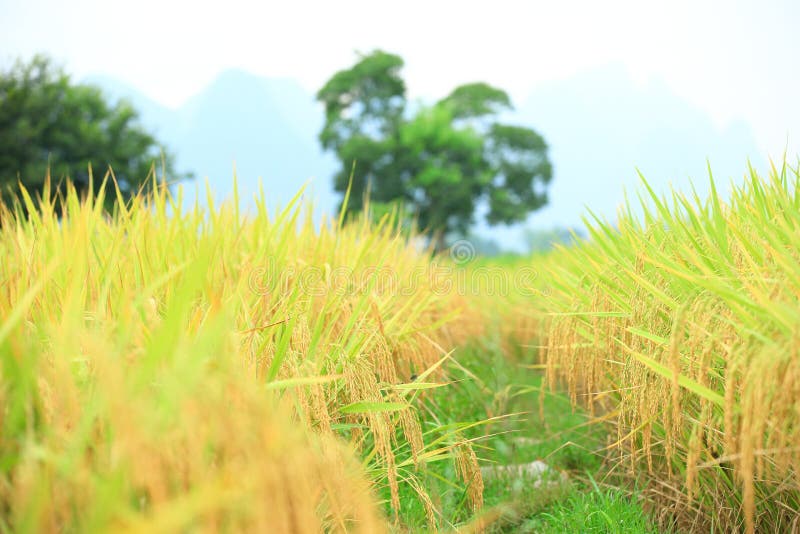 Rice paddy stock image. Image of agriculture, field, natural - 33006009