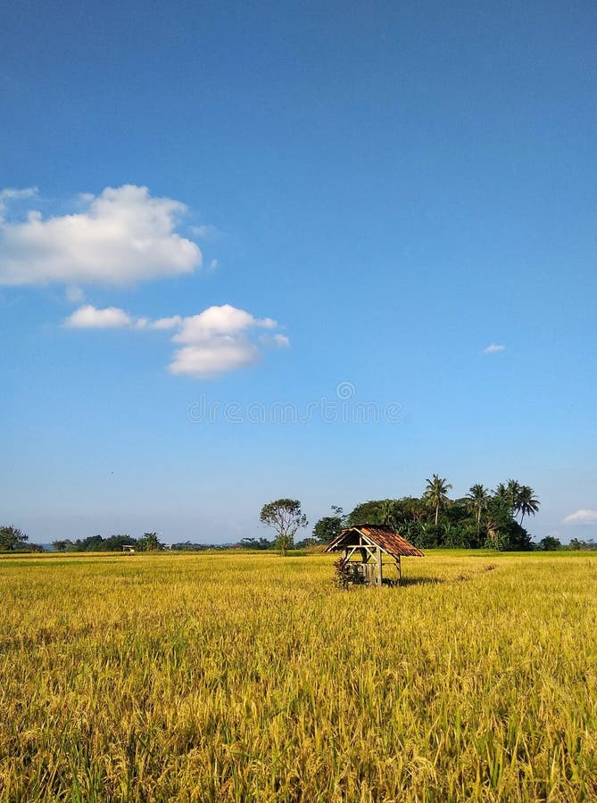 Yellow Rice Plants in the Rice Fields Stock Image - Image of rice ...