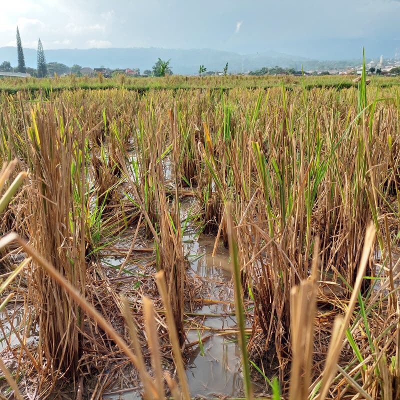 Yellow Rice Plants in Rice Fields that Have Been Harvested Stock Photo ...
