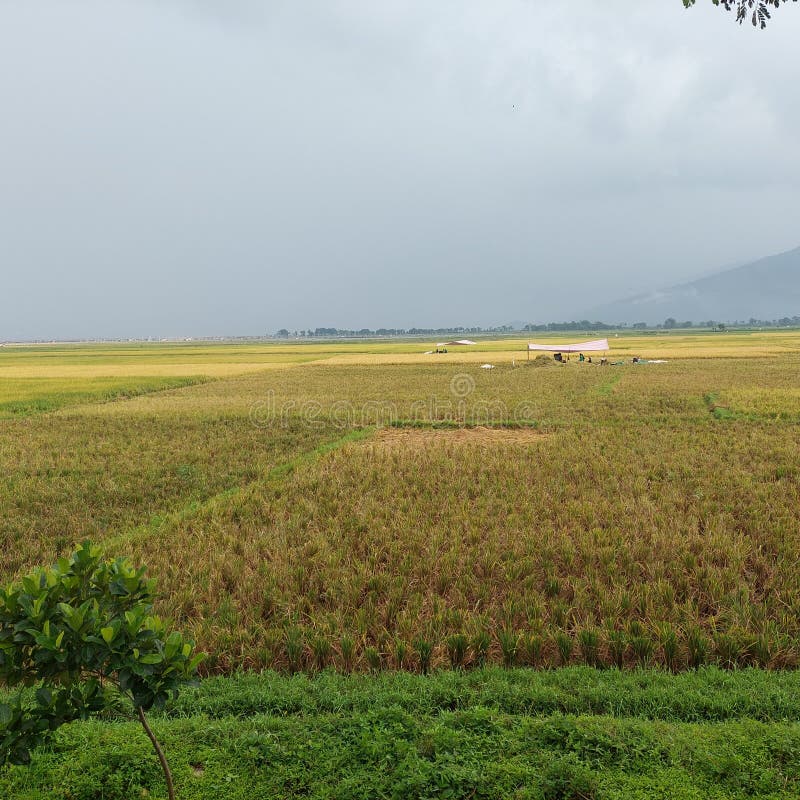 Yellow Rice Plants in Rice Fields that Have Been Harvested Stock Image ...