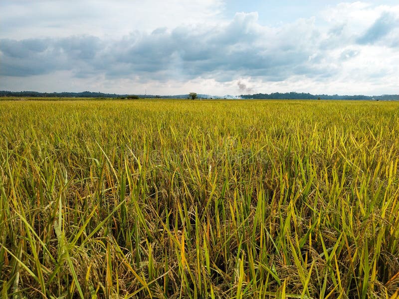 Yellow Rice Ready for Harvest Stock Image - Image of menguning, yellow ...