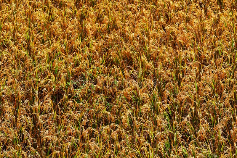 Yellow rice stock image. Image of grass, green, farm - 48752125