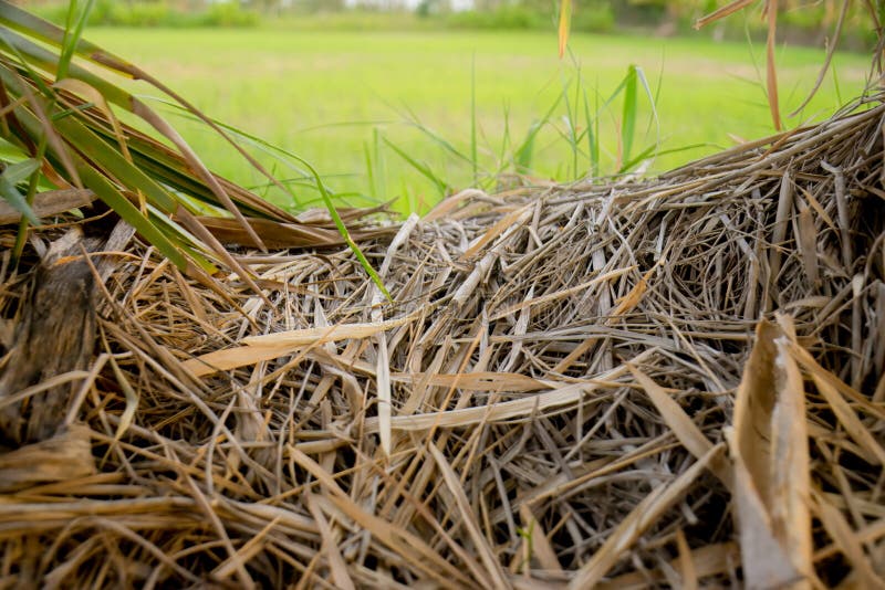 Yellow Rice Straw and Green Rice Field Blurred Background Stock Photo ...
