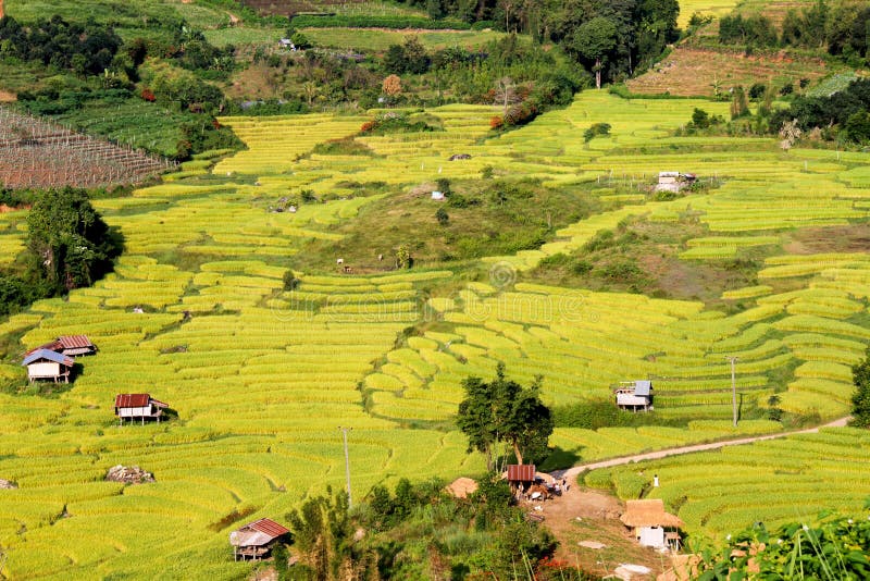 A Yellow Rice Terraces Fields. Stock Photo - Image of country ...