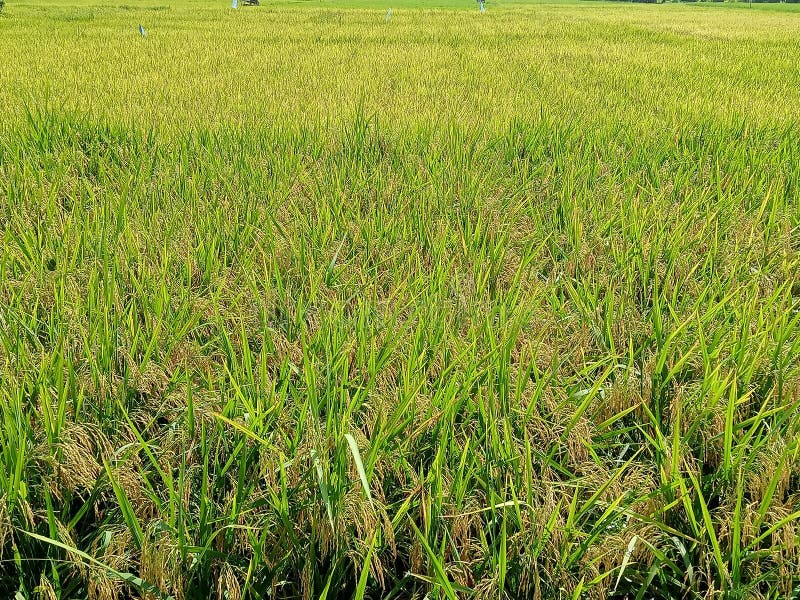 Yellow Rice. Waiting for Harvest Day Stock Image - Image of shrub ...