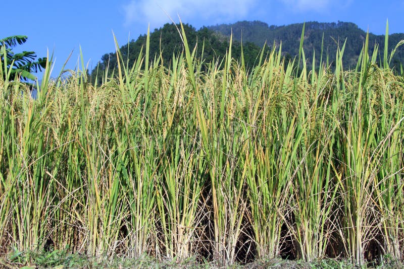 Yellow rice stock photo. Image of tree, asia, rice, field - 36009750
