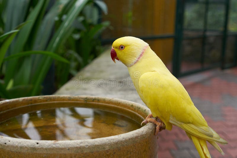 Yellow Ringneck Parakeet stock image. Image of avian - 64391207