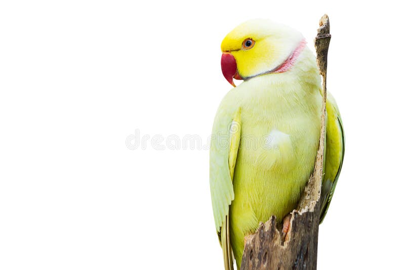 135 Yellow Ringneck Parrot Stock Photos - Free & Royalty-Free Stock ...
