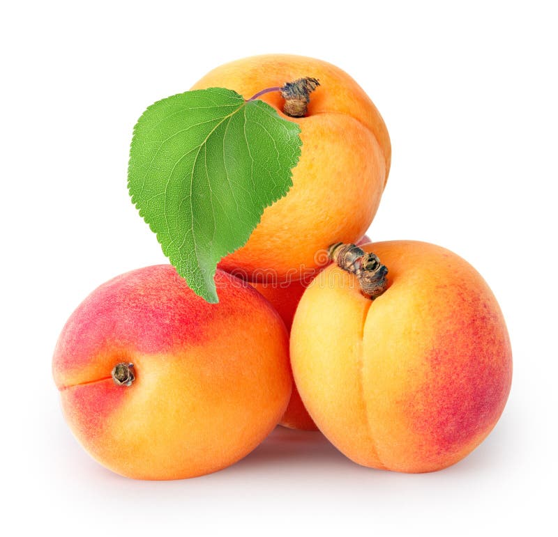 Yellow Ripe Apricots with Leaf Stock Photo - Image of sweet, yellow ...