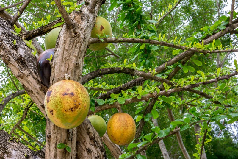 Crescentia Cujete or Kamandalu Tree and Fruit only One Tree Stock Photo ...