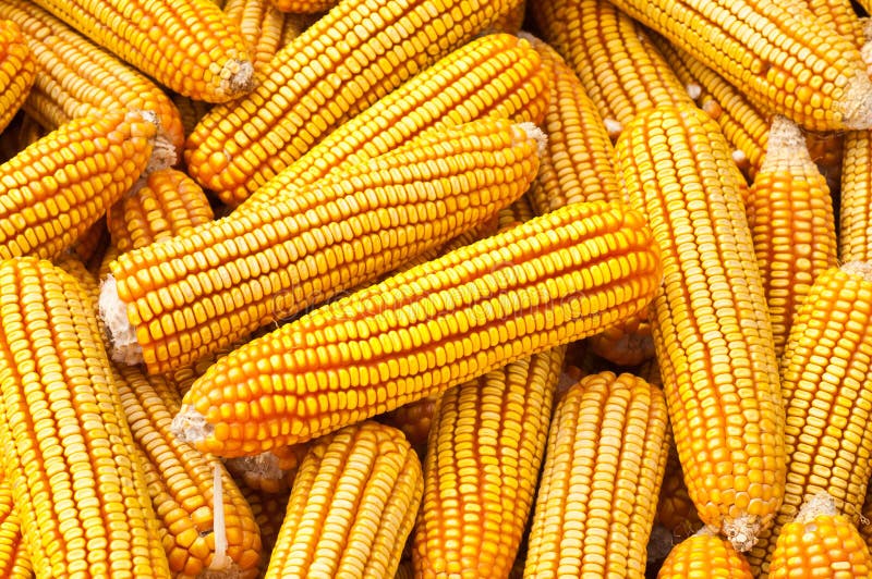 Peruvian Corn stock photo. Image of yellow, corn, organic - 21225110