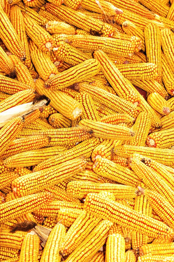 Autumn crop - corn stock photo. Image of food, sweet, romania - 20