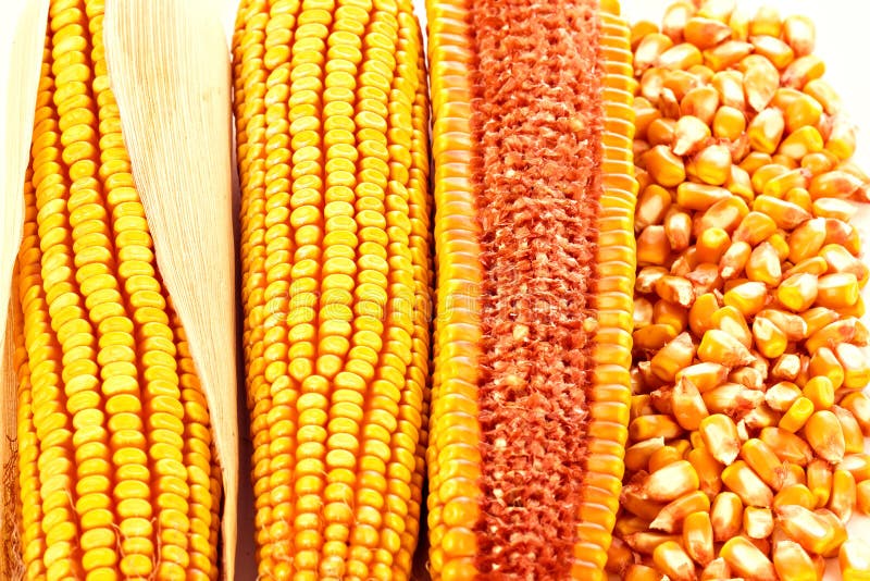 Yellow ripe corn stock image. Image of field, ingredient - 35300531