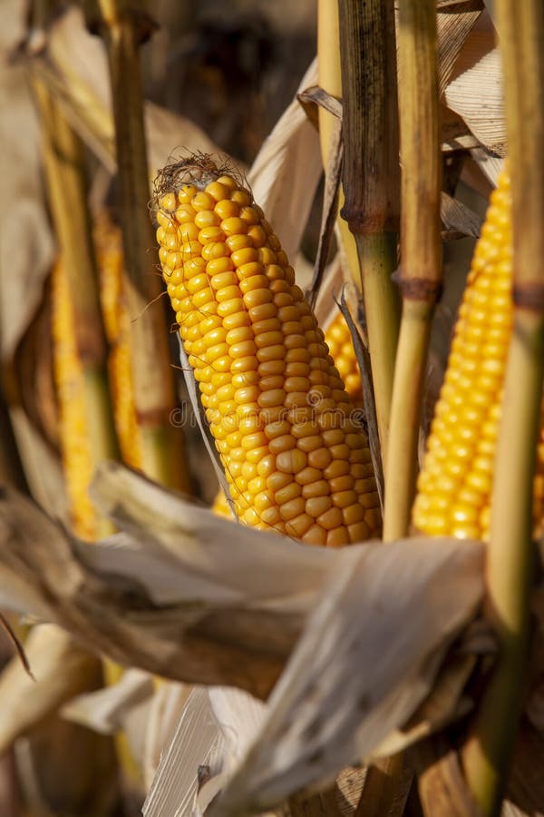 Yellow Ripe Corn Fruits in Summer Stock Photo - Image of cobs, summer ...