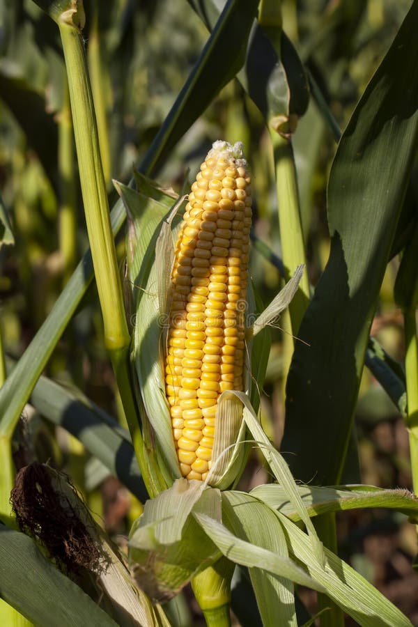 Yellow Ripe Corn Fruits in Summer Stock Image - Image of crops, golden ...