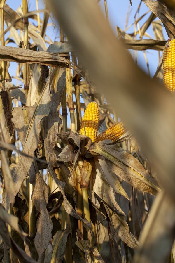 Yellow Ripe Corn Fruits in Summer Stock Photo - Image of corn ...