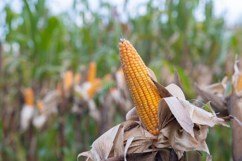 Yellow Ripe Corn in Organic Corn Field or Farm. the Corn is Peeled and ...