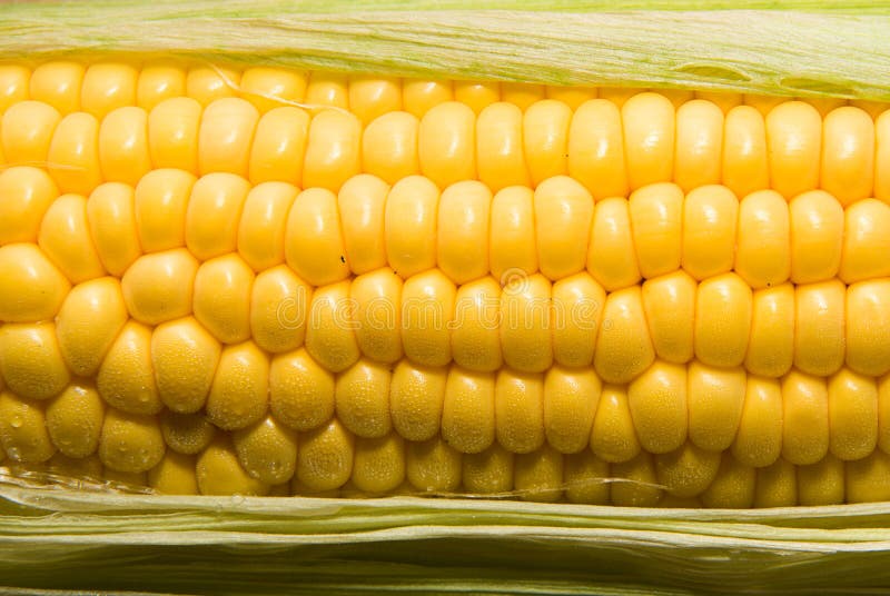 Yellow Ripe Ear of Corn in Green Leaves Stock Photo - Image of ...