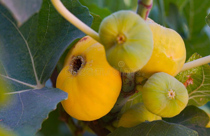 Yellow ripe fig tree stock photo. Image of agriculture - 230769312