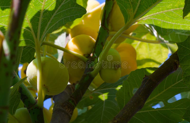 Yellow ripe fig tree stock image. Image of fresh, ingredient - 230769117