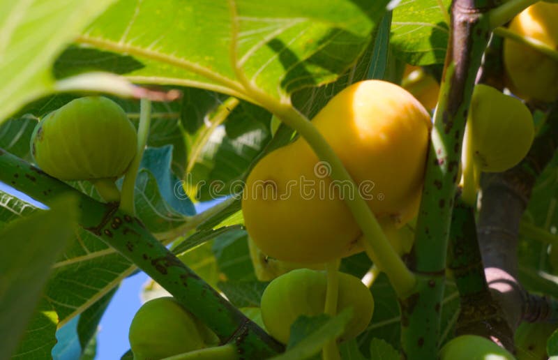 Yellow ripe fig tree stock photo. Image of agriculture - 230769312