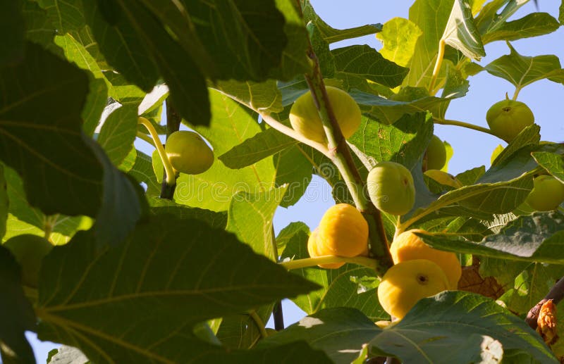 Yellow ripe fig tree stock photo. Image of natural, sweet - 230769412