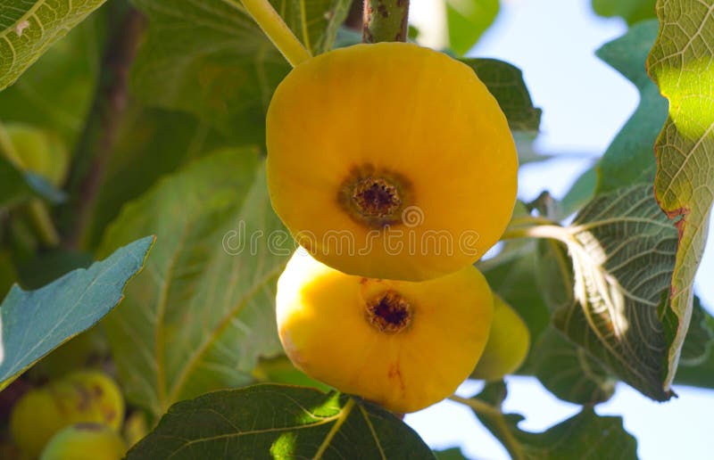 Yellow ripe fig tree stock photo. Image of close, juicy - 230769532