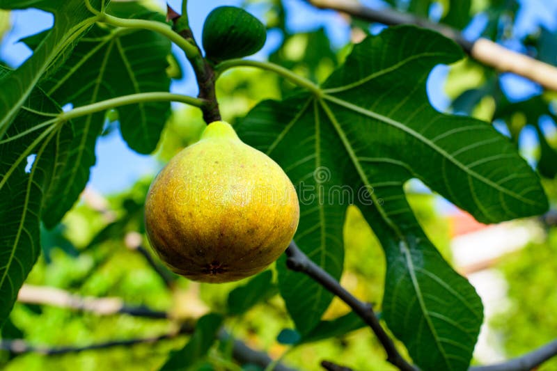 Yellow Ripe Figs on a Tree Branch Stock Photo - Image of macro, ripen ...