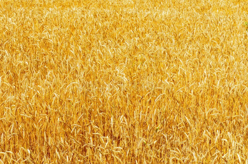 Yellow ripe harvest field stock photo. Image of grow - 50382746