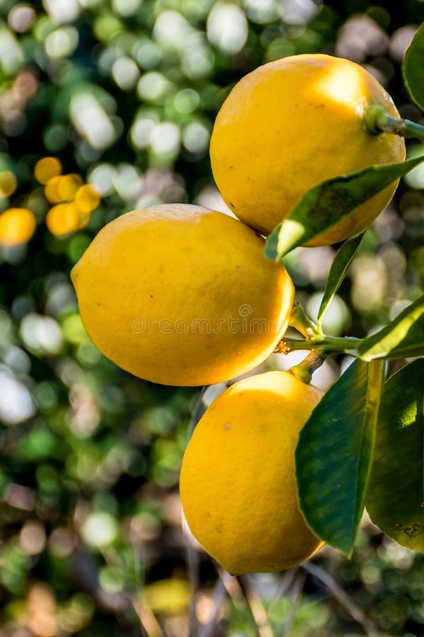 Yellow Ripe Lemons Hanging from the Fruit Lemon Tree Branches Stock ...