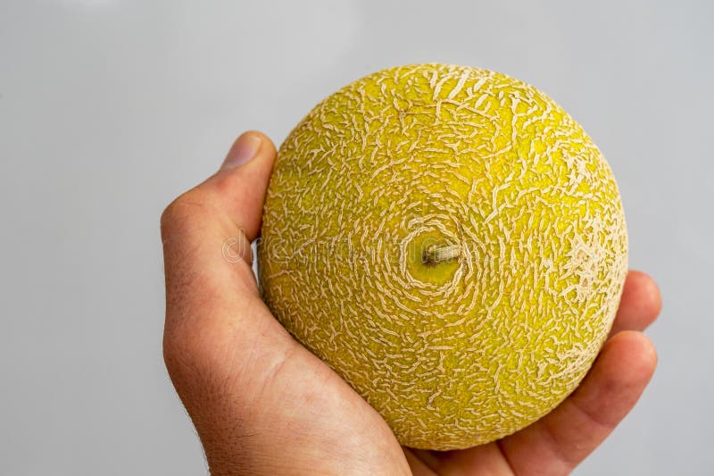 Yellow Ripe Melon Fruit Hold in White-skinned Human Hand Under White ...